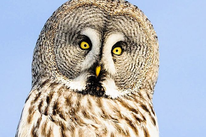 Snowshoe Trip for Searching Arctic Animals - Practical Considerations