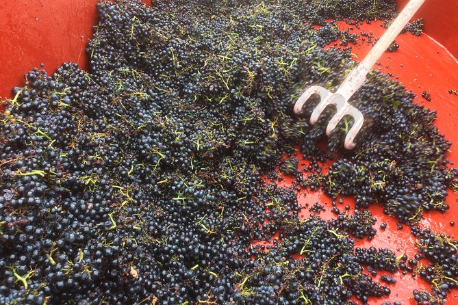 Southern Burgundy Wine Tour - Full Day Shared tour from Lyon - Who Will Love This Tour?