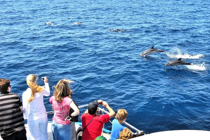 Spirit of the Sea: Cetacean sighting in Gran Canaria - Practical Details: Worth Knowing