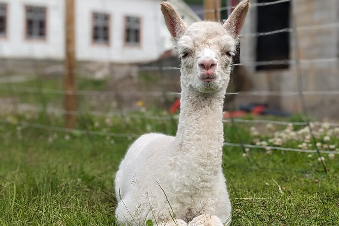 Steim Farm Experience in Vik, Norway - Who Will Love This Experience?