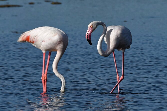 Sunset among flamingos in the Ebro Delta - The Itinerary in Detail