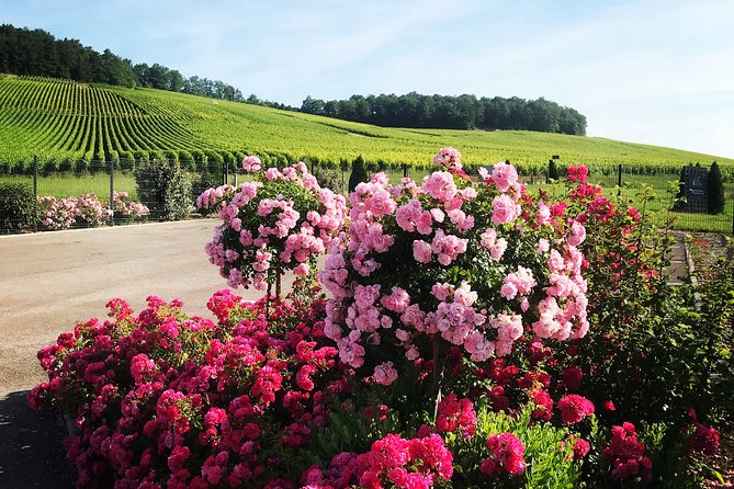 Tasting - 3 different Champagnes - Why This Experience Offers Great Value