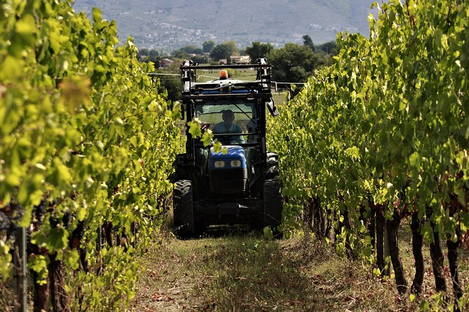 Tasting Selection of 4 wines in Montefalco - Final Thoughts