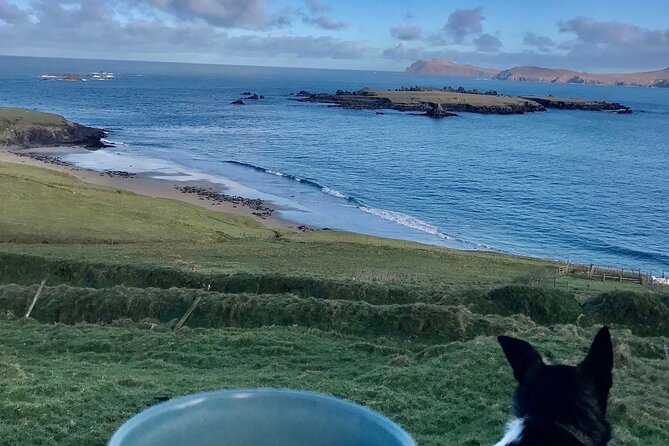 The Great Blasket Island Experience - Premium Tour - Frequently Asked Questions