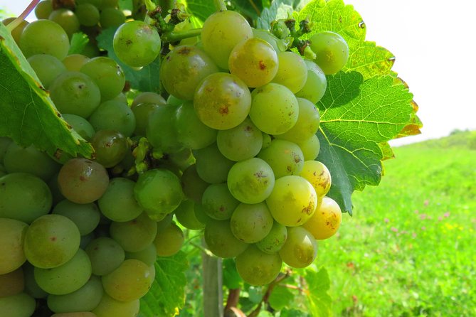 The wine route by bike - Practical Tips for Your Bike Tour