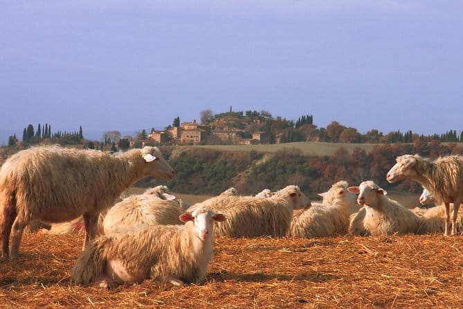 Tour of 900year old secret cellars + tasting of 3 wines and bread with EVO oil - Frequently Asked Questions