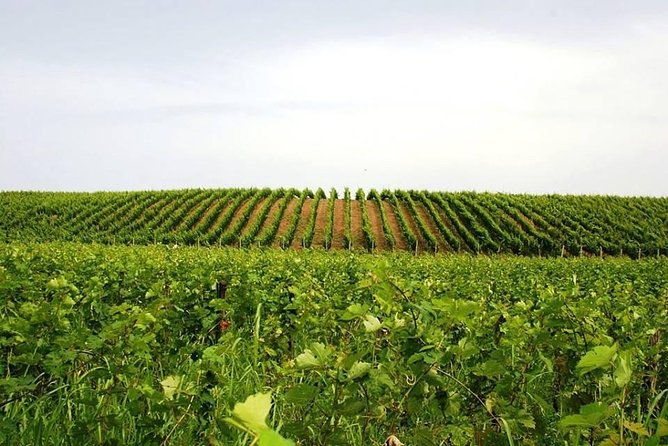 Tour of Kruja and Wine Tasting in one Day from Tirana - The Sum Up