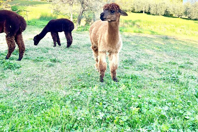 Tour of the Alpacas and the pigs of Cinta Senese in Montepulciano - The Mouthwatering Lunch