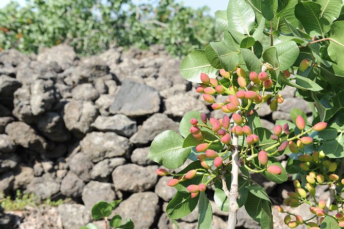 tour with tasting in the Bronte pistachio plantations - Analyzing the Experience: What Sets It Apart