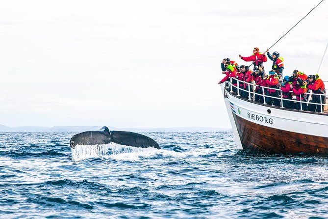 Traditional Oak Ship Whale Watching Tour From Husavik - The Real Value: Weather, Cost, and Experience Balance