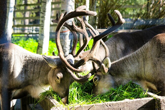 Trip to Ranua Wildlife Park - FAQ