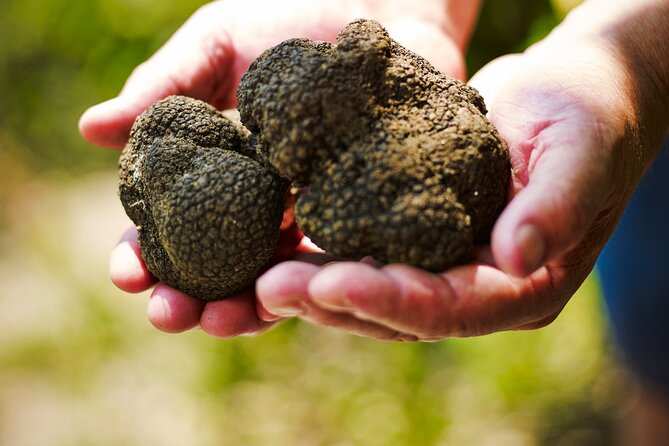 TRUFFLES: Hunting & Tasting in Istria, Slovenia - Final Thoughts: Is It Worth It?