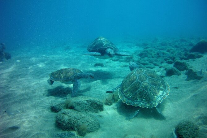 Try Scuba Diving in a turtle area (boat) - The Value of This Tour