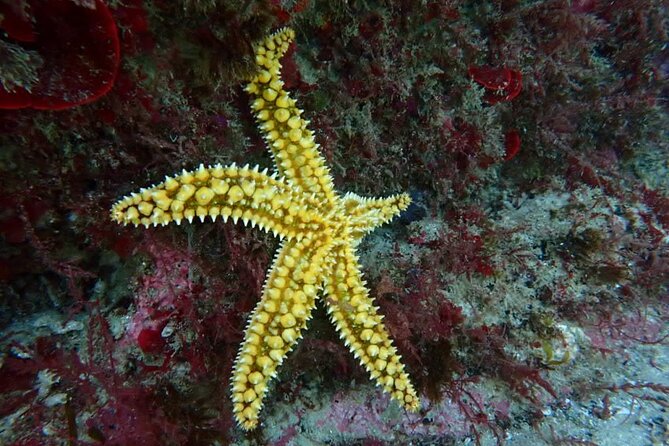 Try Scuba Diving in Arrabida Natural Park (Near Lisbon) with pictures - Practical Details That Matter