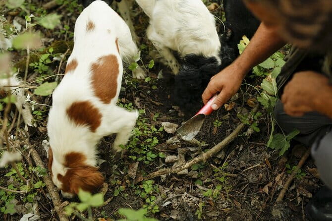 Tuscany Truffle Hunt: a 5-hour Gourmet Culinary Adventure - Who Will Love This Tour?