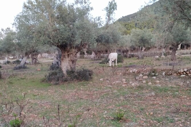Valldemossa lookouts and S'Estaca - Our Take: Who Should Book?