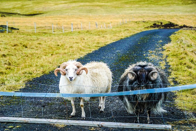 Vestmannaeyjar private day tour - The Guide and Personal Touch