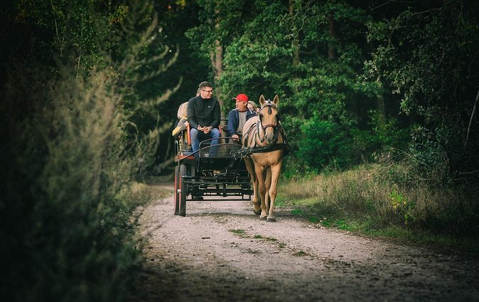 Vinyard Tour By Horse & Carriage With Delicious Tasting - Umbria - FAQ