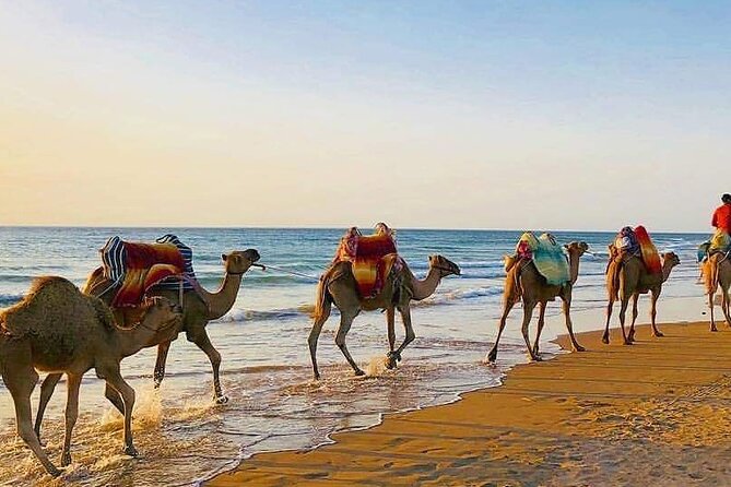 Vip Full Day Private Tangier Tour From Malaga All Inclusive - The Return Journey and Reflection