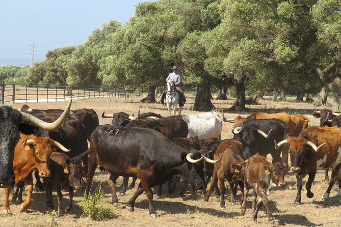 Visit Alvaro Domecq Horses and Brave Bulls in Freedom - FAQ