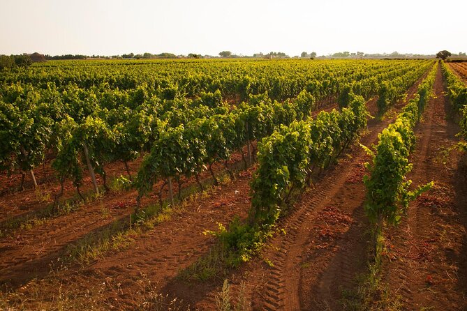 Visit to a Winery in Salento with Wine tasting and light lunch. From Lecce - FAQ