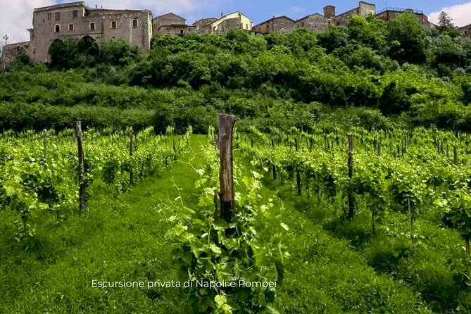 Visit to the cellar at the Feudi di San Gregorio da Sorrento - Summary: Who Will Love This Tour?