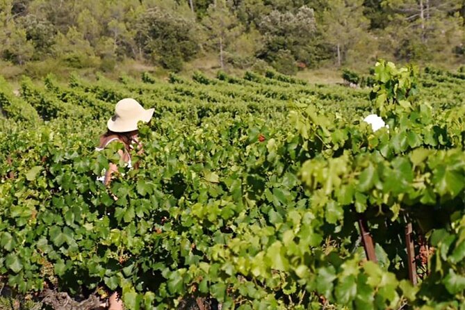 Visit to the Faugères Vineyards with Picnic from Béziers - Who Would Enjoy This Tour?