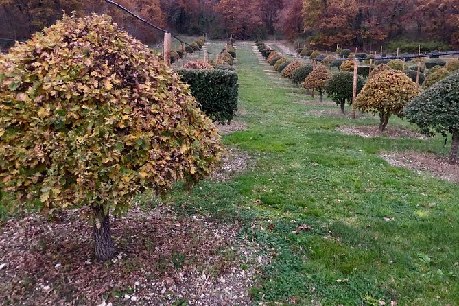 Visit truffle fields and hunt with a dog in all seasons. - The Sum Up