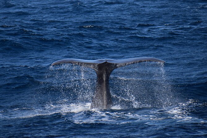 Whale and dolphin watching in Pico Island - FAQ