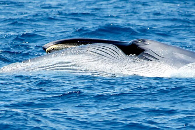 Whale & Dolphin Watching With Mustcat Virgin Coast Trip On a Large Catamaran - Realistic Expectations and Tips