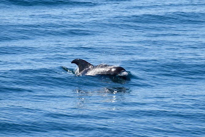 Whale-Watching Boat Tour with Expert Guide from Reykjavik - Practical Tips for Travelers