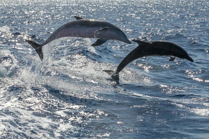 Whale Watching Catamaran to Los Gigantes & Masca (Including drinks & warm lunch) - Frequently Asked Questions