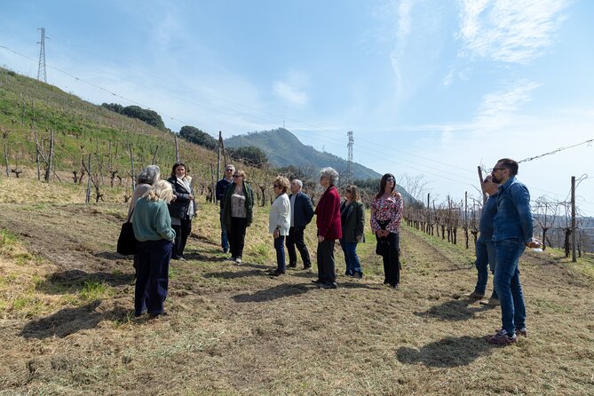Wine Tasting in Campi Flegrei from Naples - Authentic Family-Run Charm