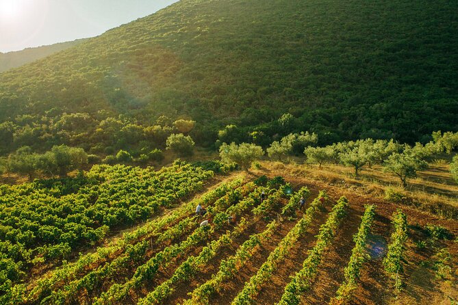 Winery Tour and Tasting in Zakynthos with the Winemaker - Final Thoughts