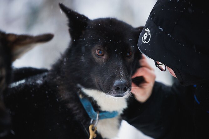 Winter highlights: Snowmobile, Arctic Animals And Santa`s Village - Who Should Consider This Tour?