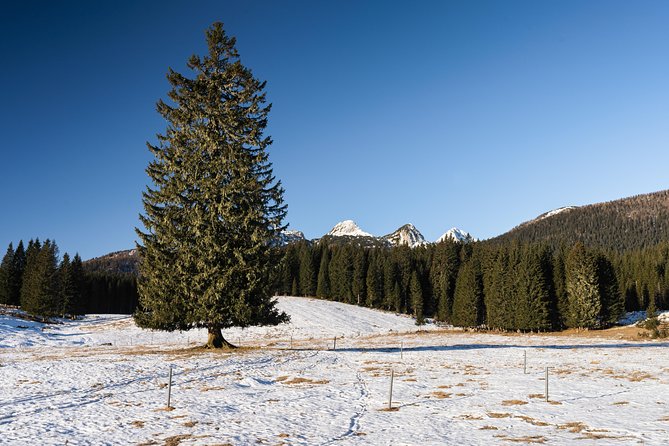 Winter Hike in Julian Alps - Authentic Perspectives from Previous Participants
