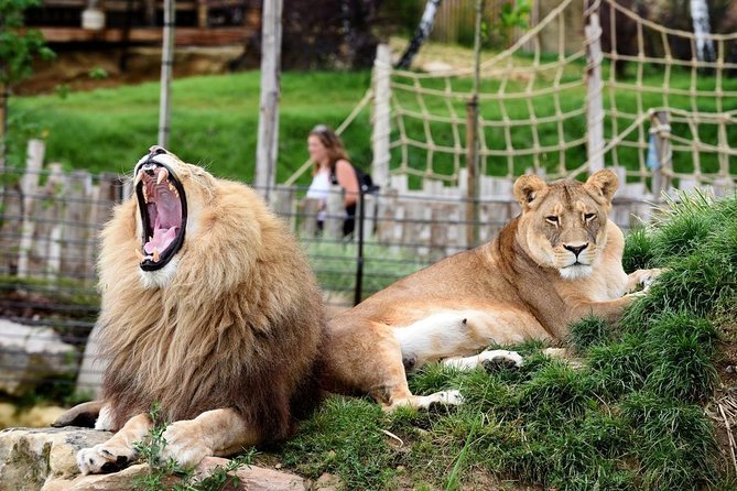 Zoo Of Beauval - Private Trip - The Value Equation