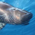 3H Shared Barrier-Free Cruise with Turtles Dolphins & Whales - Key Points