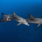 3h Whale Watching Private Tour Costa Adeje Lina7 Mizendoha - Who Will Love This Tour?