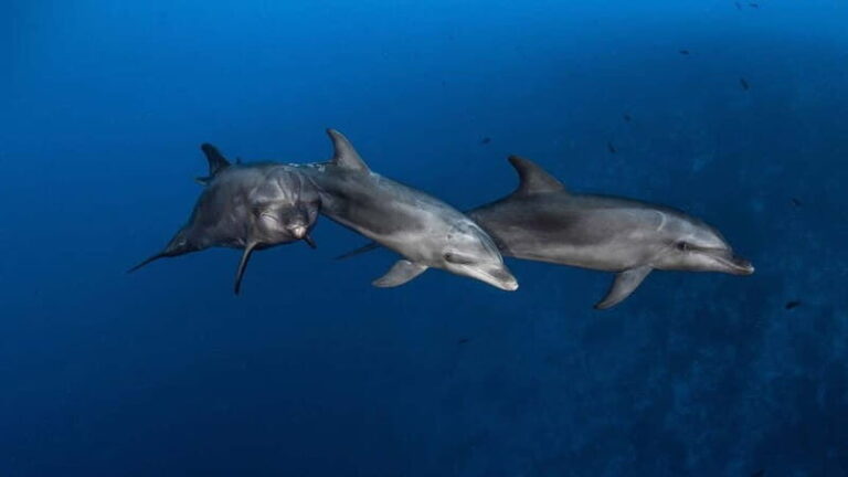 3h Whale Watching Private Tour Costa Adeje Lina7 Mizendoha - Who Will Love This Tour?