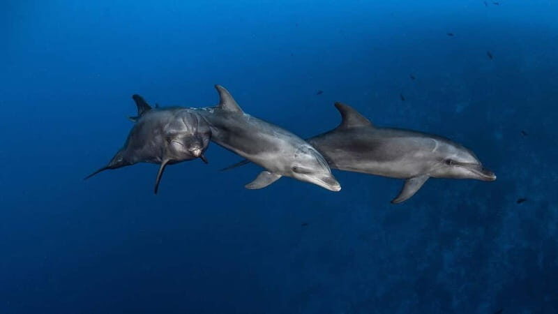 3h Whale Watching Private Tour Costa Adeje Lina7 Mizendoha - Who Will Love This Tour?