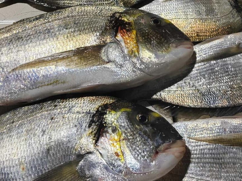 4-hour FISHING DAY by BOAT departing from Hondarribia - An In-Depth Look at the Hondarribia Fishing Trip