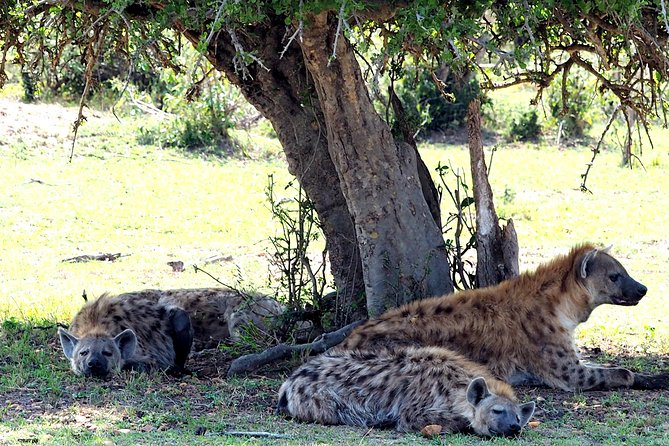 3 Days Masai Mara Camping Safari - FAQ