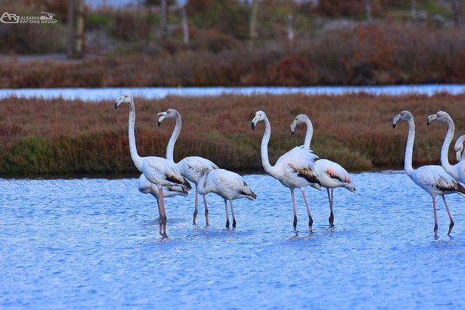 Albania Birdwatching, Kayaking, Bicycle National Park Divjaka Karavasta(ARG) - The Practical Side: What You Need to Know