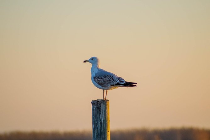 Albufera Natural Park Tour with Boat Ride from Valencia - Stop 2: El Saler