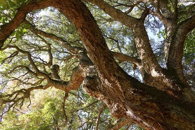 Alghero: Jeep tour to discover nature and breathtaking landscapes - Practical Considerations