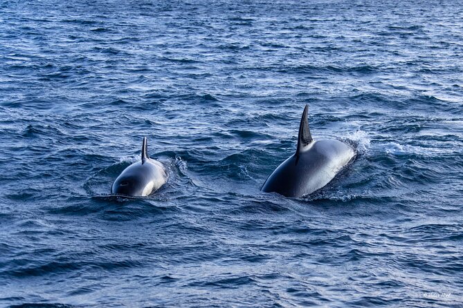 Alta Fjord Whale Watching on a Heated Boat - Authentic Feedback from Past Travelers