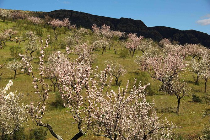 Amendoeiras em Flor - FAQ