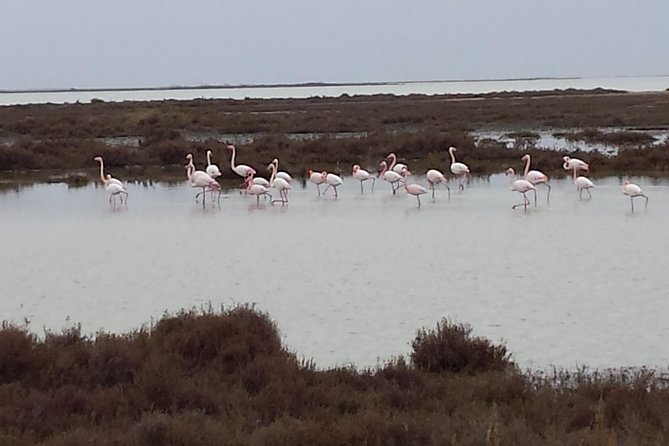Arles and Camargue Full-Day Tour including Aigues Mortes - Frequently Asked Questions