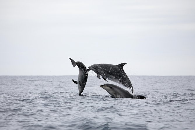 Azores Whale Watching Tour  Ponta Delgada - FAQ